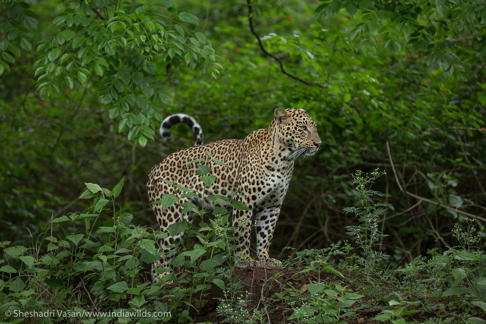 Predator & Prey: Leopard hunts deer