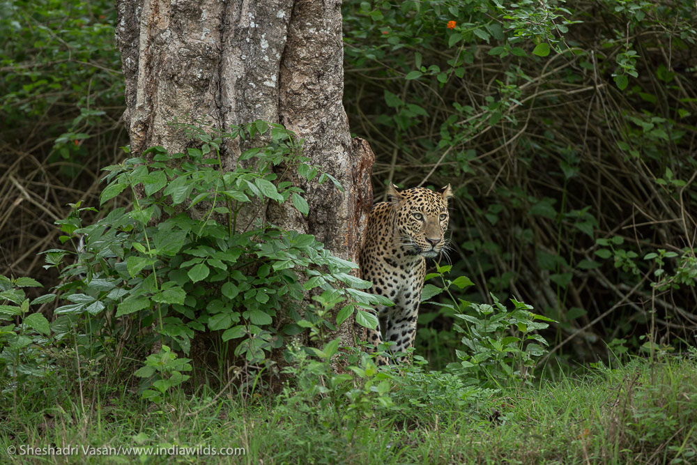 Predator & Prey: Leopard hunts deer
