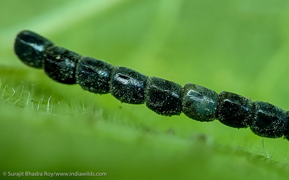 A Tiny Phantom Friend Of Garden