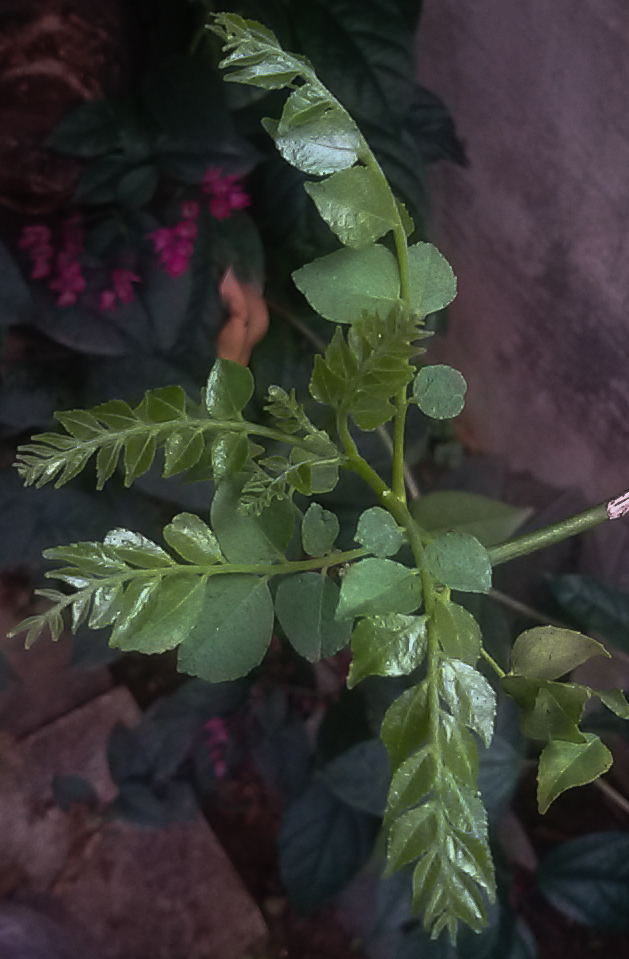 Curry Leaf A Gem Of Indian Cooking curry-leaf-a-gem-of-indian-cooking