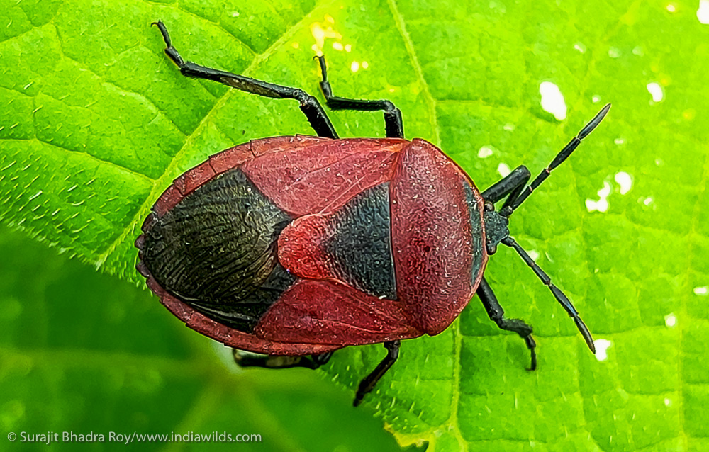 A Tiny Phantom Friend Of Garden
