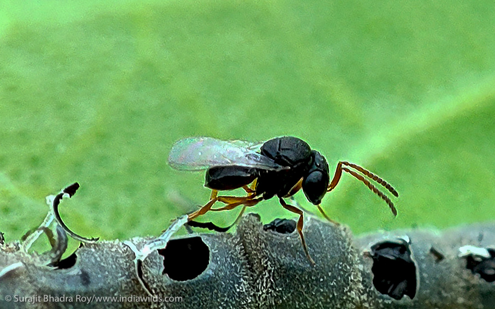 A Tiny Phantom Friend Of Garden