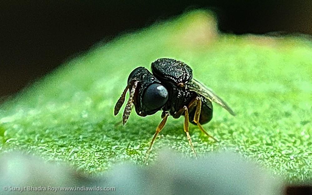 A Tiny Phantom Friend Of Garden