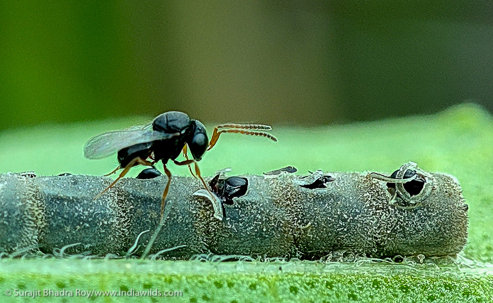 A Tiny Phantom Friend Of Garden