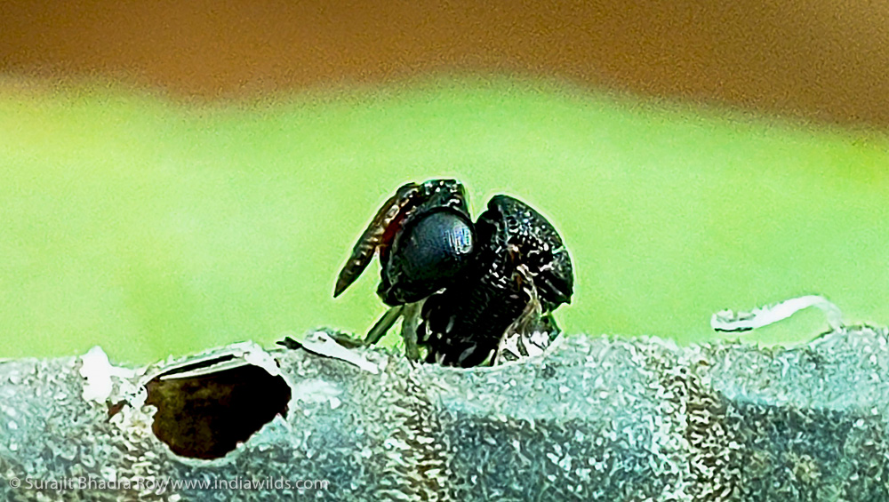 A Tiny Phantom Friend Of Garden