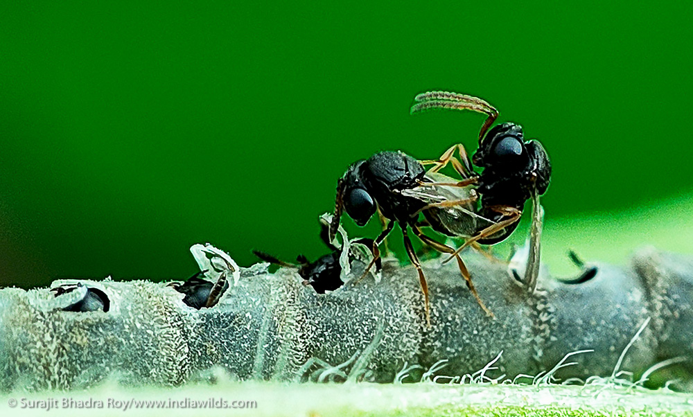 A Tiny Phantom Friend Of Garden
