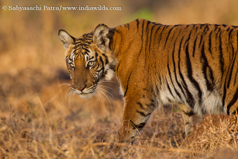 Tiger Intelligence