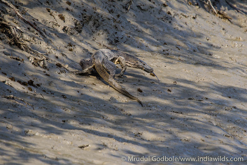 Water Monitor Lizard in Sundarbans