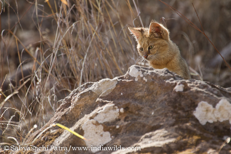 Species in Focus Wild India: Jungle Cat