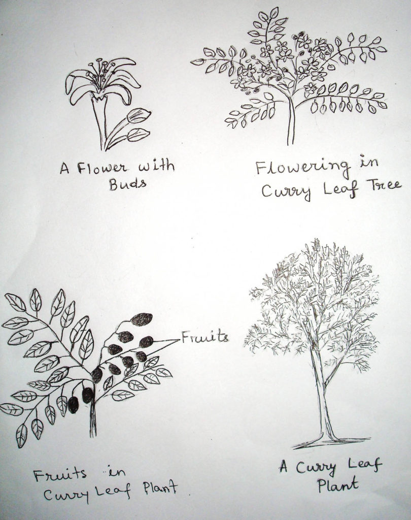 Curry Leaf : A Gem Of Indian Cooking