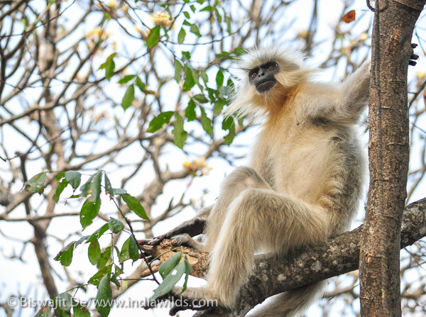 Golden Heritage on the Thin Red Line!