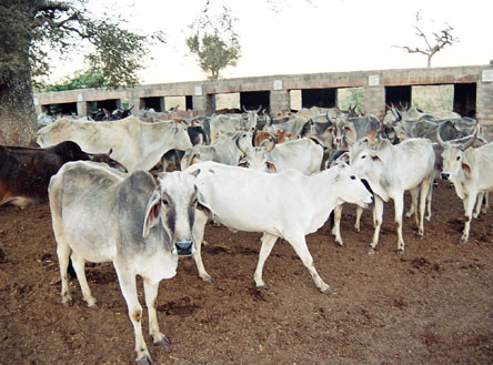 IndiaWilds Newsletter Vol. 7 Issue XI