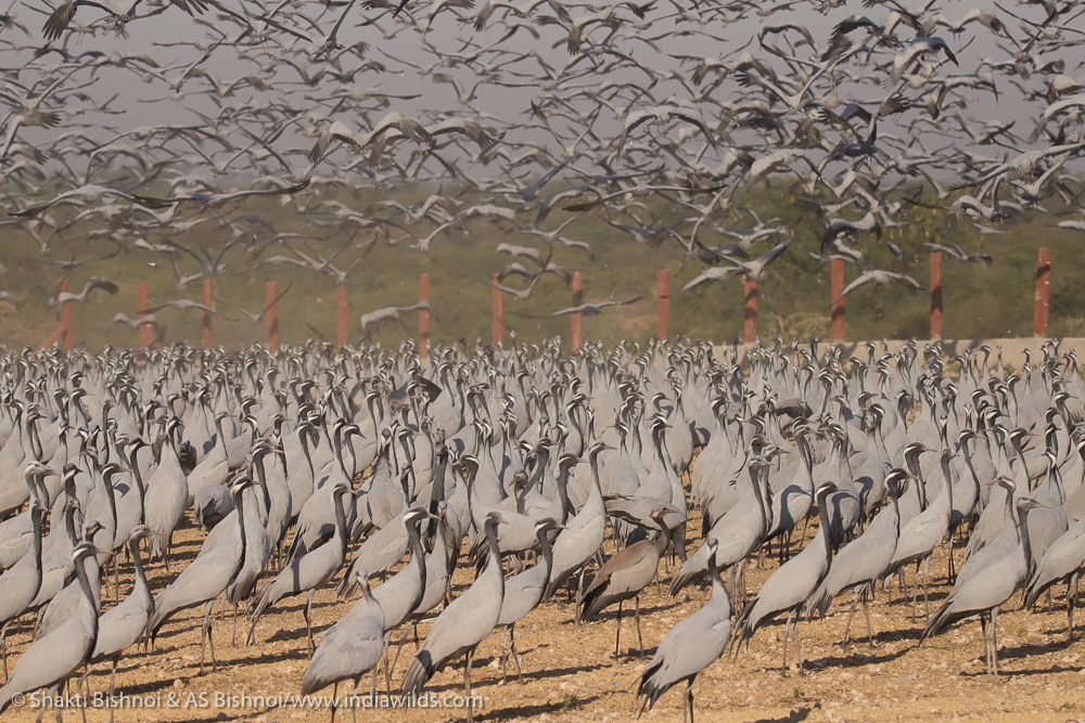 Khichan: Home to Demoiselle Cranes