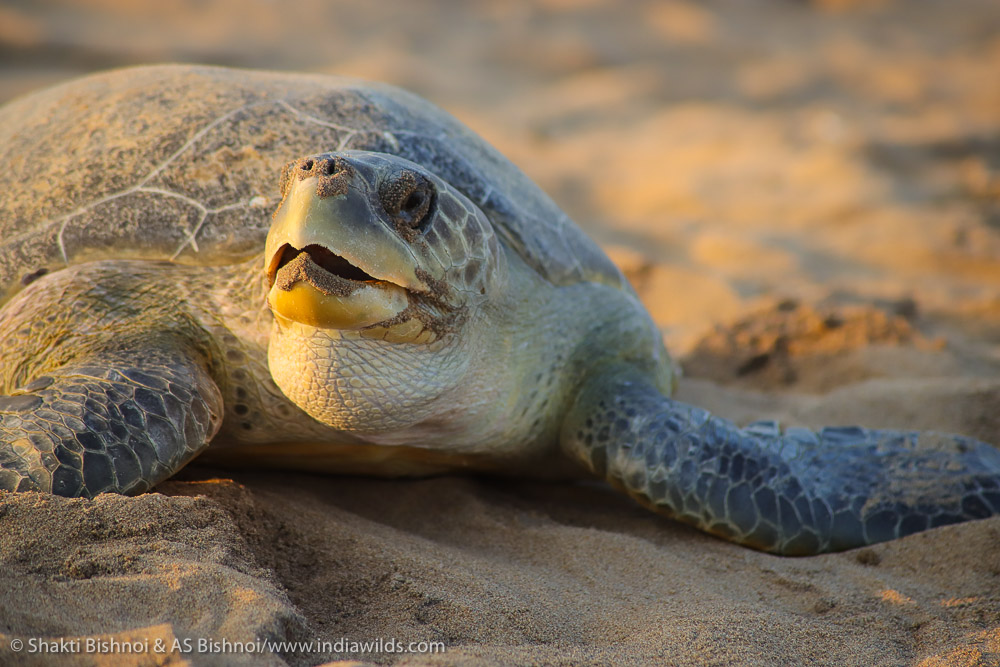 Turtle Tales: Arribada in Odisha
