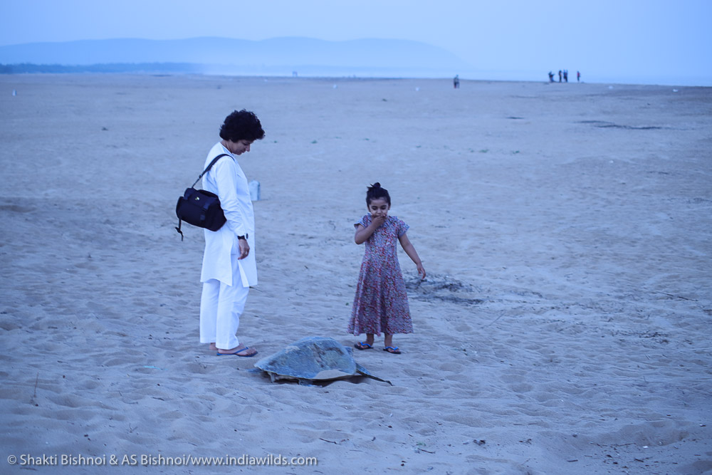 Turtle Tales: Arribada in Odisha