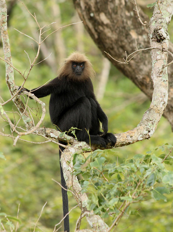 Book Review: Mammals of South Asia Vol. 1 & Vol. 2