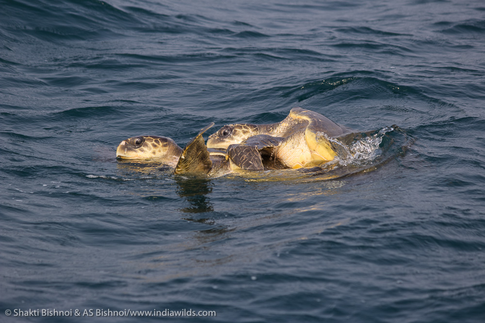 Turtle Tales: Arribada in Odisha