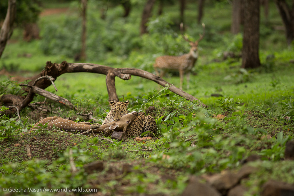 Predator & Prey: Leopard hunts deer
