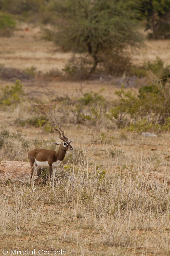 Wild Animals in Central India