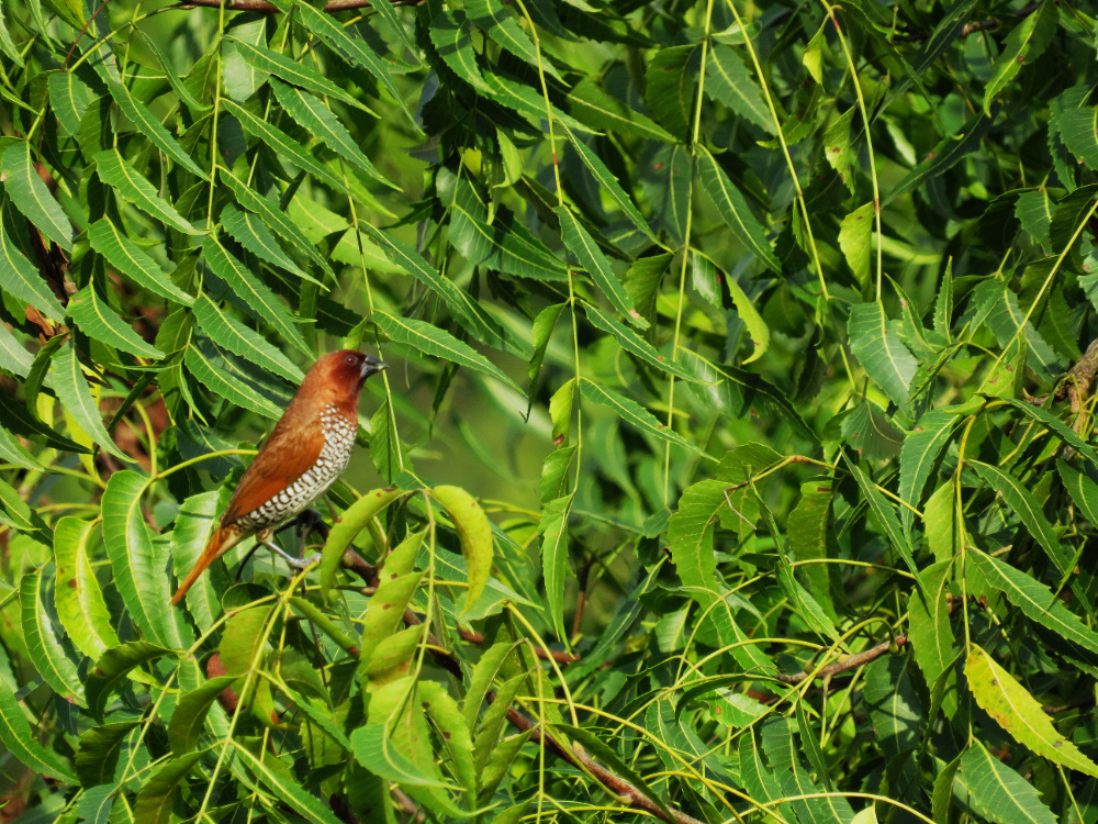Munia