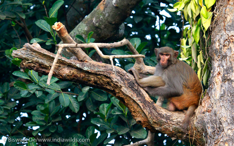 Temple of the Stars – An Urban Bird watching Hotspot