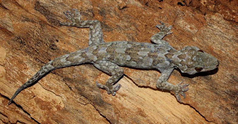 IndiaWilds Newsletter Vol. 7 Issue X