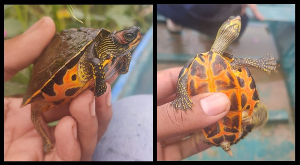 Probable First Record of Indian Roofed Turtle (Pangshura tecta, Gray ...