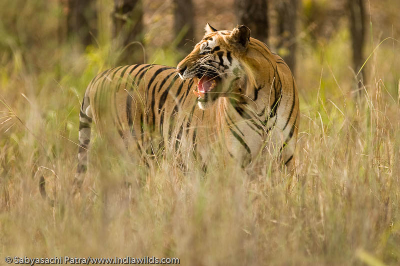 Tiger Intelligence