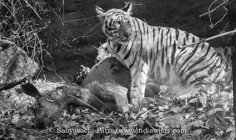 The Tiger in India – A Natural History By J. C. Daniel