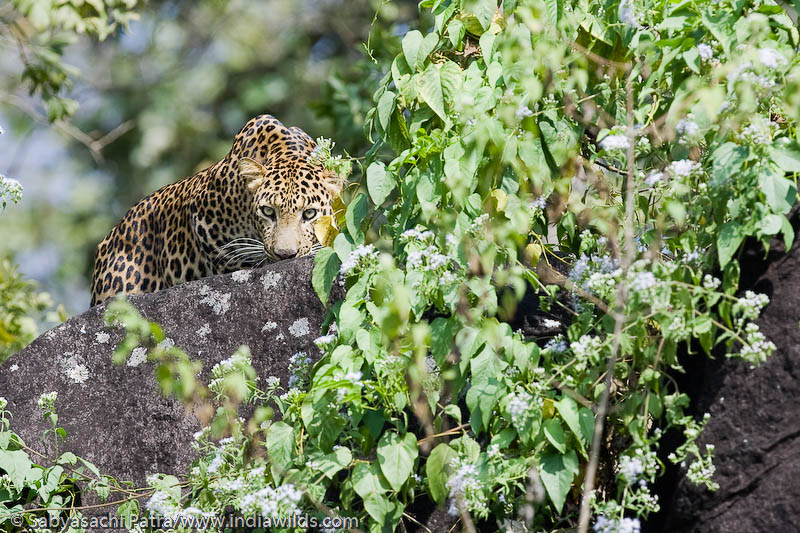 The Leopard in India