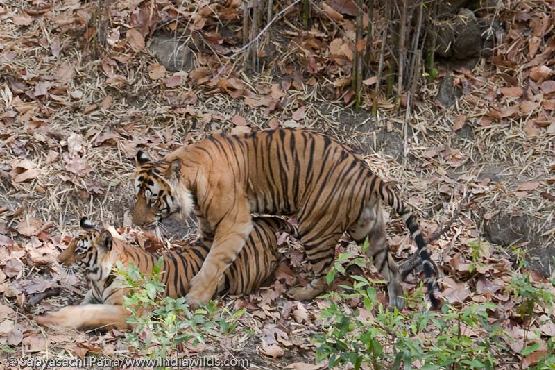 Learnings from Wild India: Competition & Success