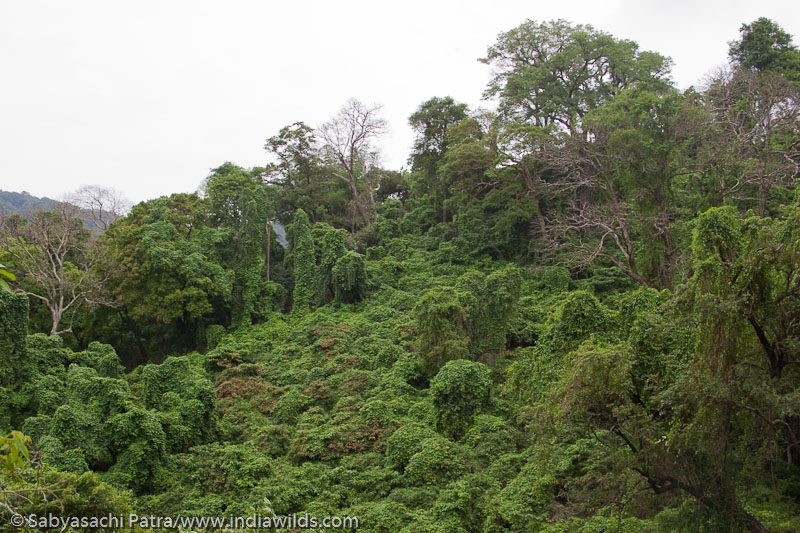 Species in Focus Wild India: Jungle Cat