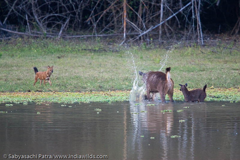 Wild India | Sambar attacking Wild Dogs