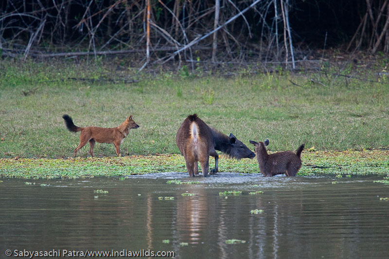 Wild India | Sambar attacking Wild Dogs
