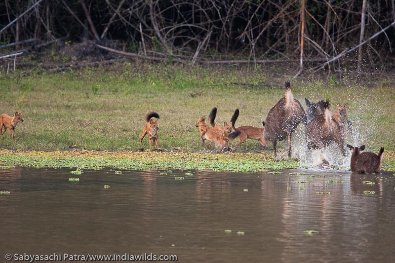 Wild India | Sambar attacking Wild Dogs