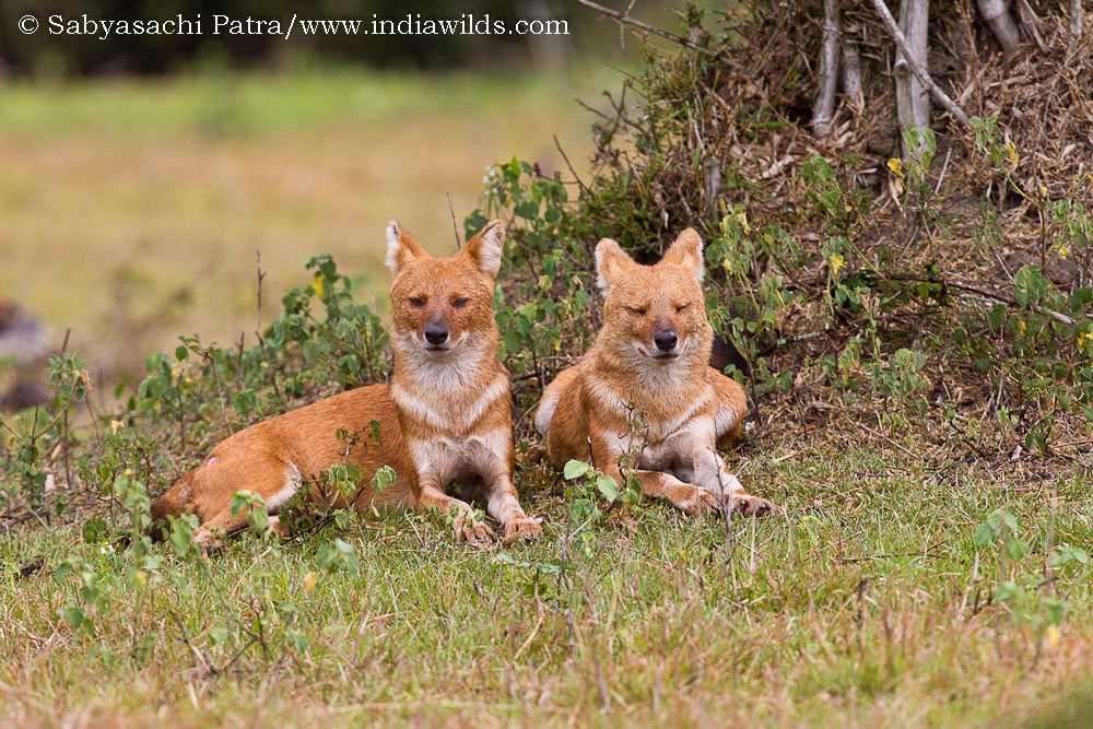 Wild India – Love in the Wild