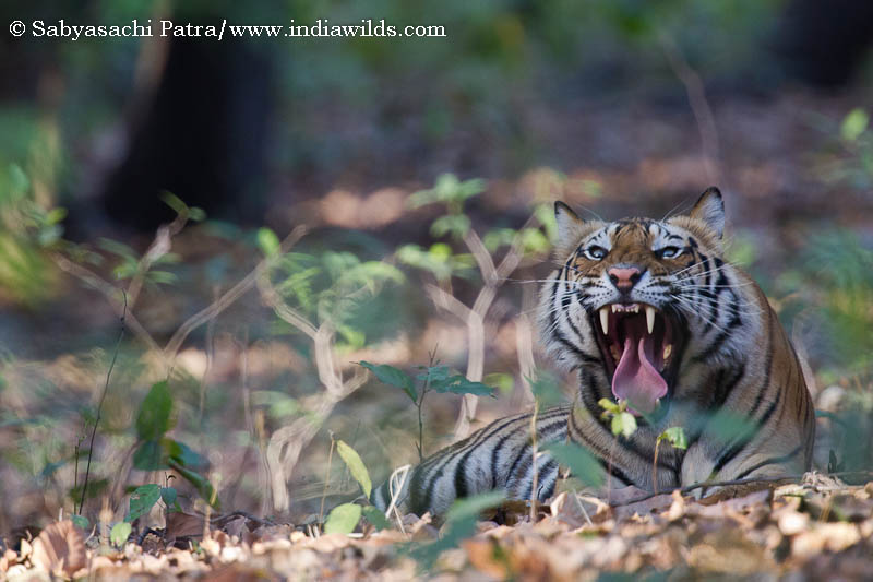 IndiaWilds Newsletter Vol. 3 Issue VII