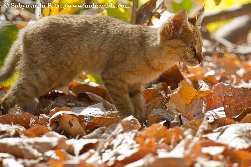 Species in Focus Wild India: Jungle Cat
