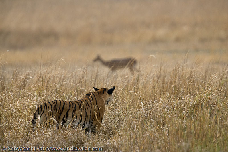 Tiger Corridors in India