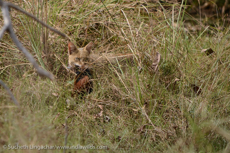 Species in Focus Wild India: Jungle Cat