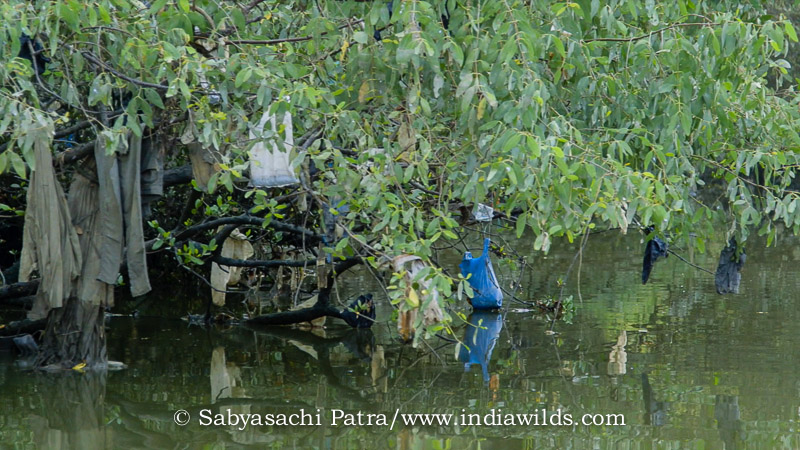 IndiaWilds Newsletter Vol.11 Issue VII