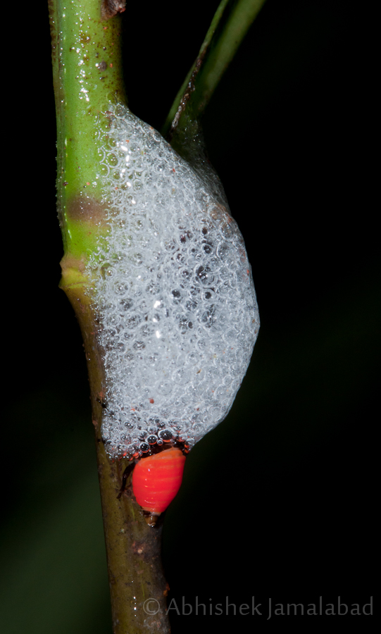 IndiaWilds Newsletter Vol. 4 Issue VII