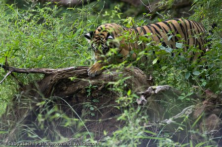 Tiger Intelligence
