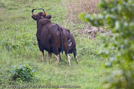 A visit to Parambikulam Wildlife Sanctuary