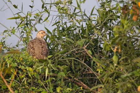 Keoladeo Ghana National Park – no more Ghana