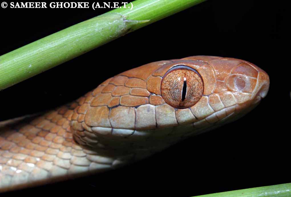 Andaman Cat Snake / Boiga andamanensis