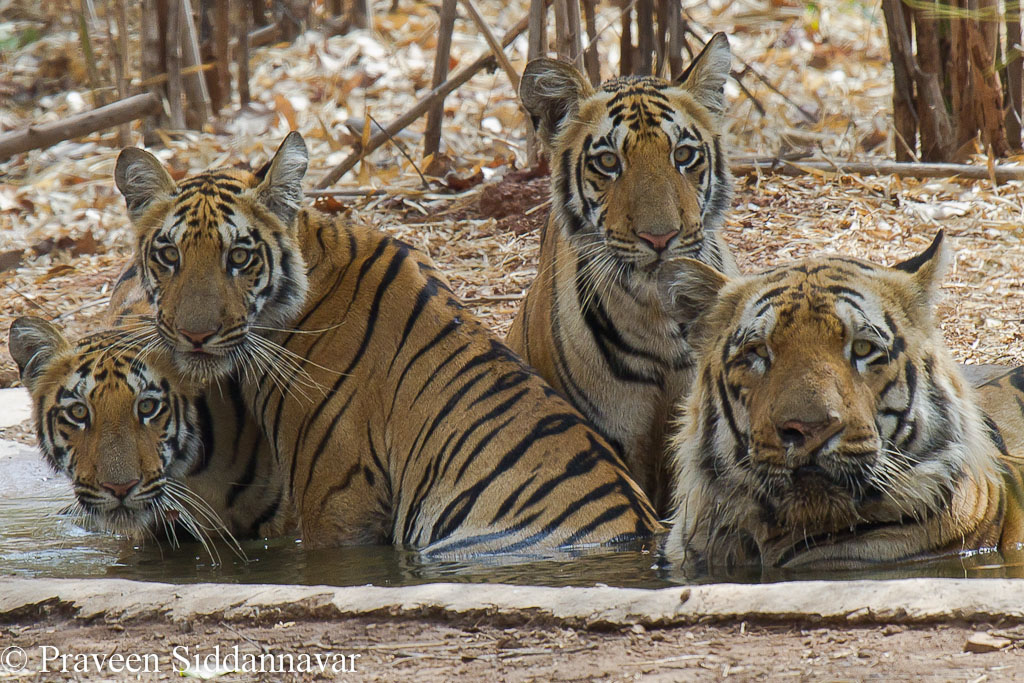 Tigers of Tadoba#9 - Wagdoh family#1