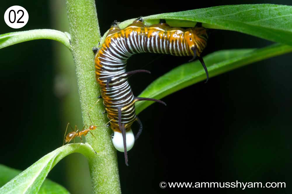 Common Crow Butterfly Chrysalis
