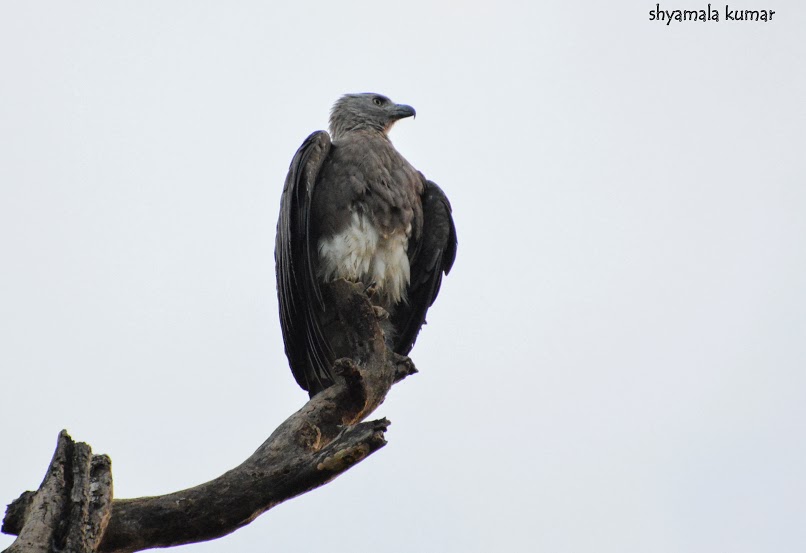Nagzira-Kipling`s Jungle Book comes to life.