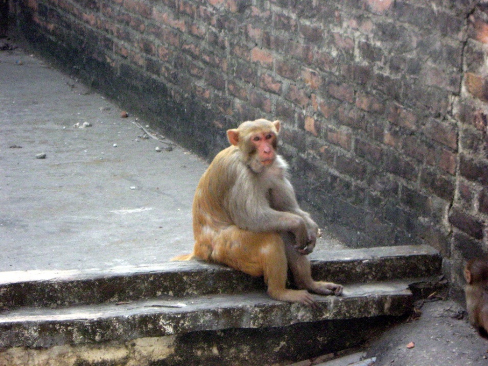 chilling monkey